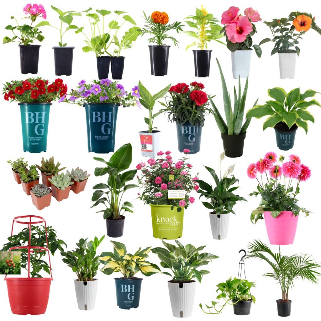 Great prices on live plants, from $1+ | Smart Savers