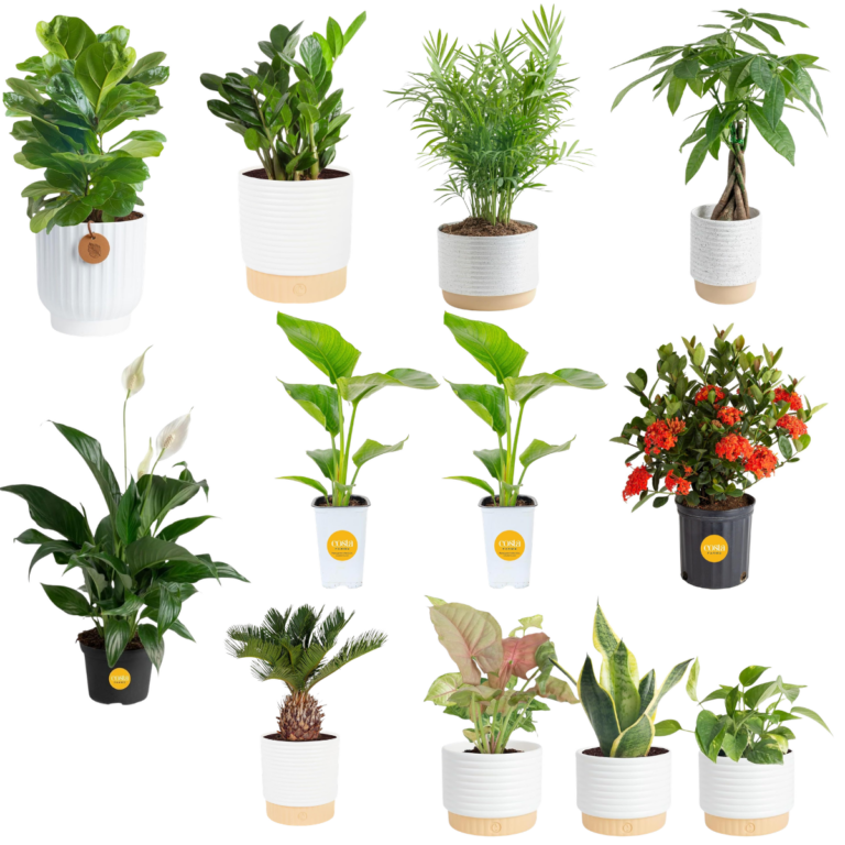 Live Plants From $17+ | Smart Savers